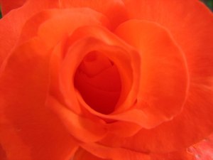 The Rose as a Jewish Symbol | Sew Jewish