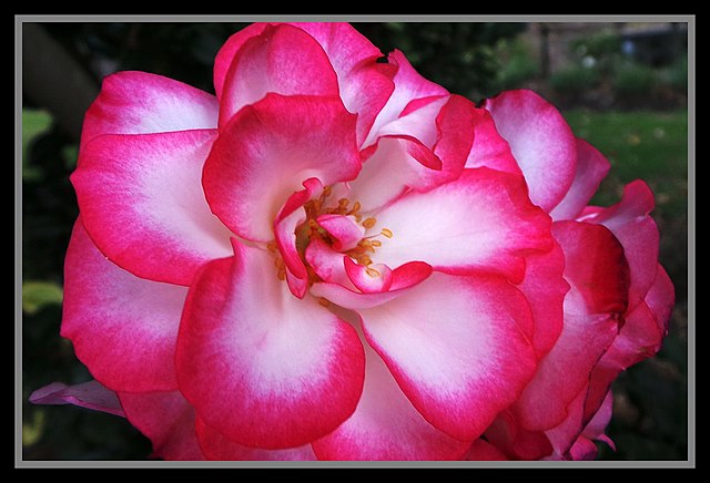 The Rose as a Jewish Symbol | Sew Jewish