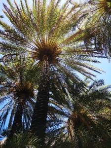 Jewish Symbols of Healing | Sew Jewish