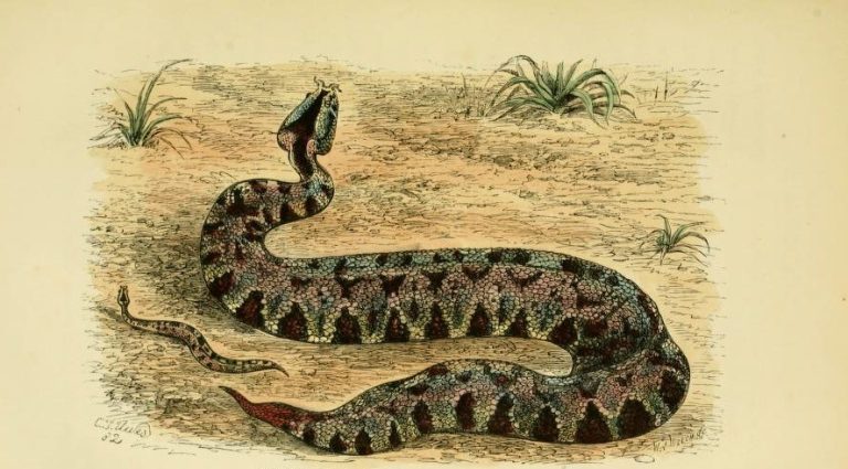 Jewish Symbols of Healing | Sew Jewish